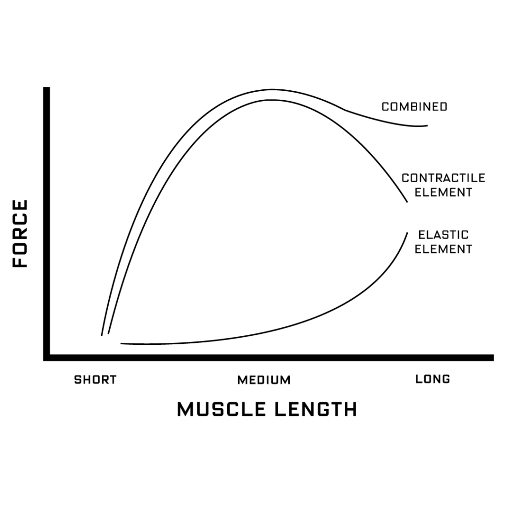 A Definitive Guide to Shifting the Curve - THE STRENGTH GUYS