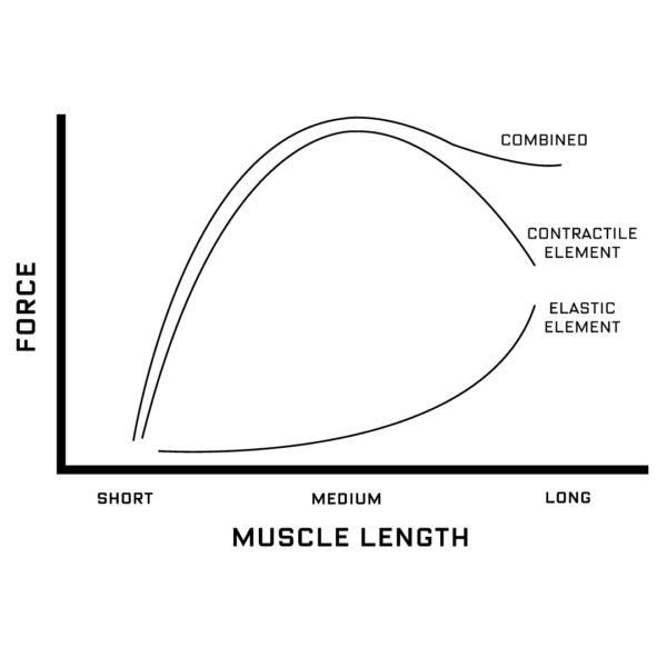 A Definitive Guide to Shifting the Curve - THE STRENGTH GUYS